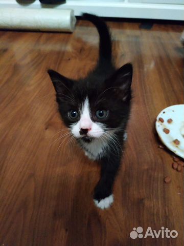 Очаровательные котята ждут вас