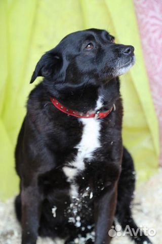 Небольшая собачка ждет вас в приюте