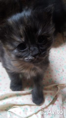 Котята 2 девочки