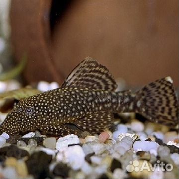 Анциструс сом присоска, прилипала, чистильщик
