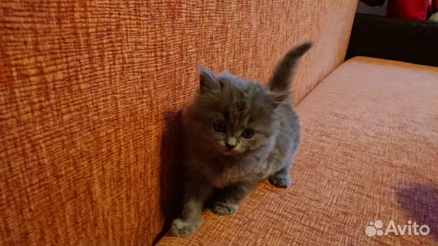 Отдам в хорошие руки