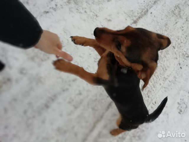 Щенок такса помесь)