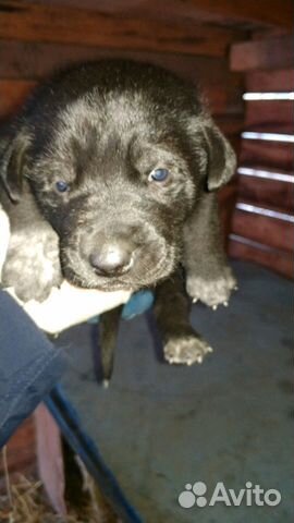 Отдам щенка Лайки- Дратхара