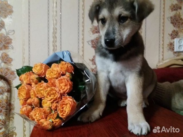 Трогательный щенок в добрейшие руки