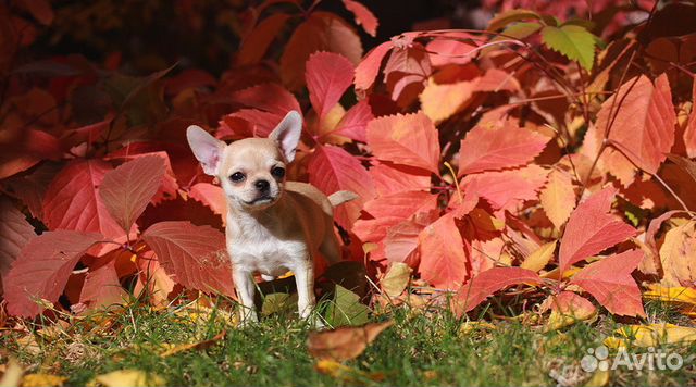 Чишка зайчишка