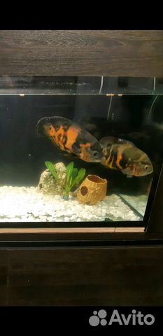 Астронотусы красавцы пара