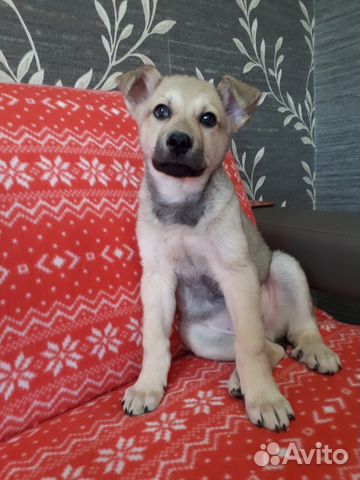 Привитый щенок Гром на охрану и для души