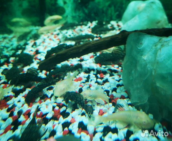 Аквариумая рыбка - анциструс