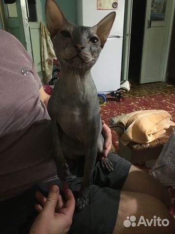Продаём кота сфинкса мальчик