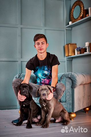 Детки кане корсо в обмен