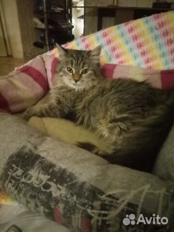 Пушистый комочек счастья