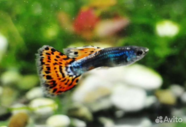 Рыбки гуппи и сомы в дар
