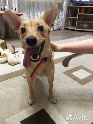 Собака девочка 10мес даром