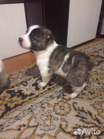 Щенки алабай