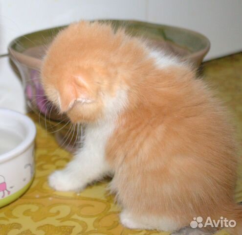 Чистокровные шотландские котята