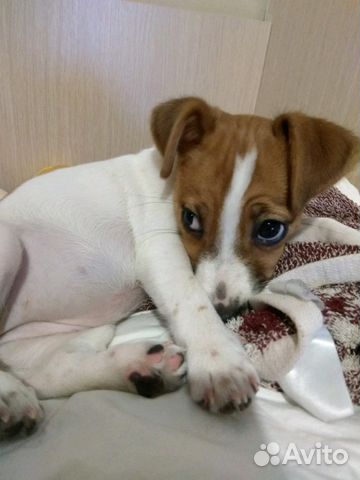 Джек Рассел