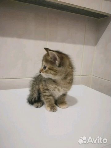 Котенок кошечка 1,5 месяца