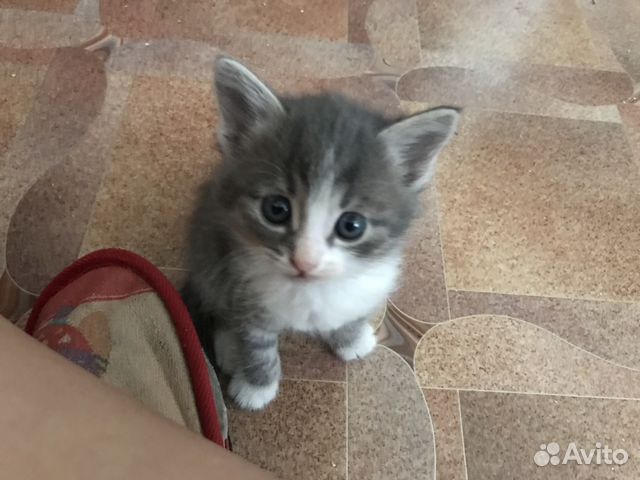 Котёнок девочка