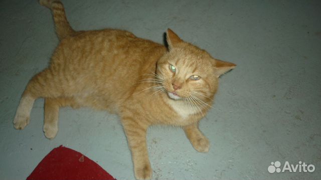 Очень ласковый рыжик