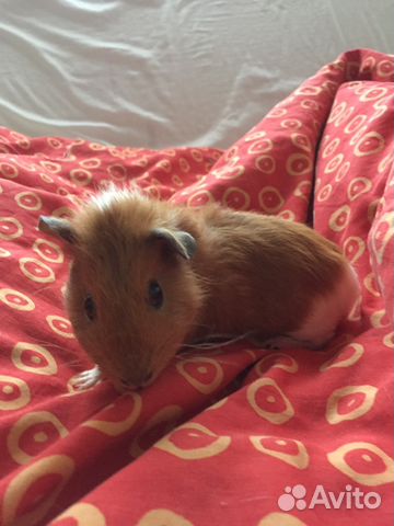 Морская свинка