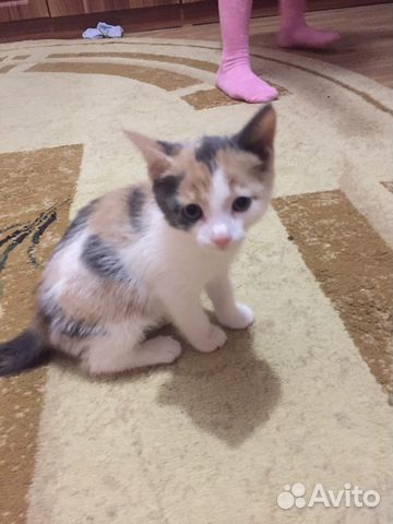 Котёнок