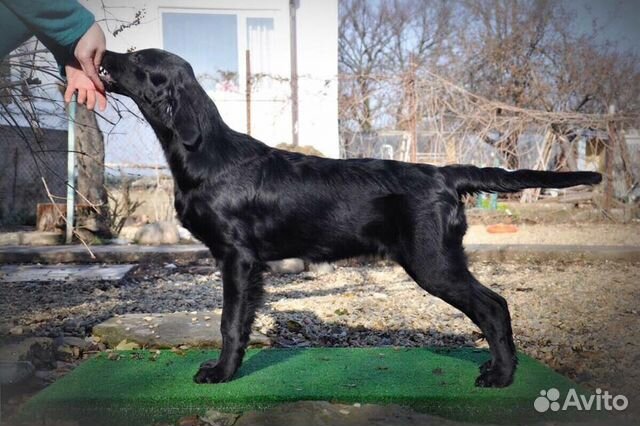 Девочка Прямошерстного ретривера