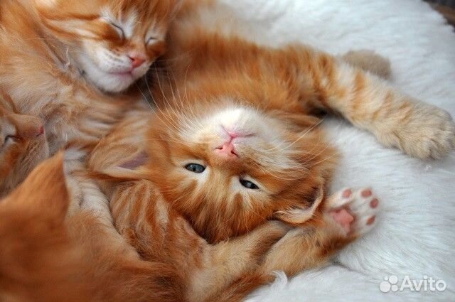Солнечные котята мейн-кун