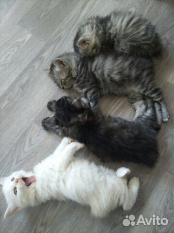 Котята курильского бобтейла