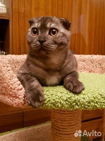 Шотландский мальчик котенок 6мес