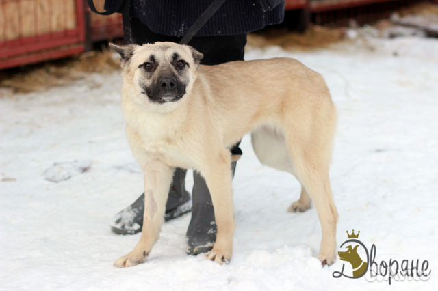 Малышка Челси (Бесхвостая) в добрые руки