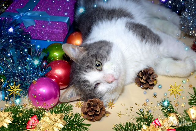 Капитан Флинт ищет дом