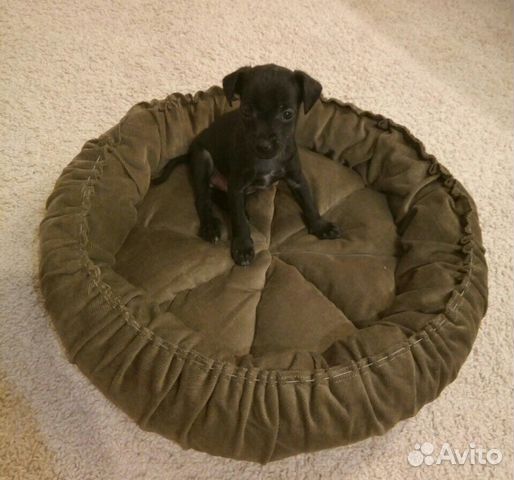 Пинчер щенок (помесь с той-терьером)