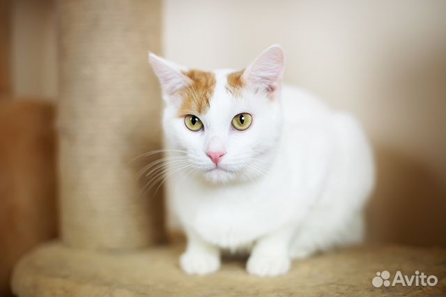 Котоподросток Себастьян