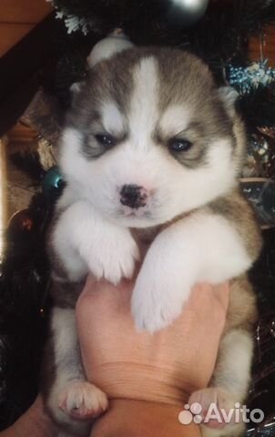 Сибирские хаски РКФ (щенки резерв)