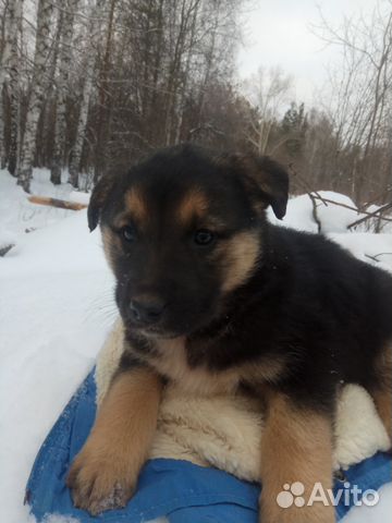 Щеночек -защита, охрана, забота о детях, дружба