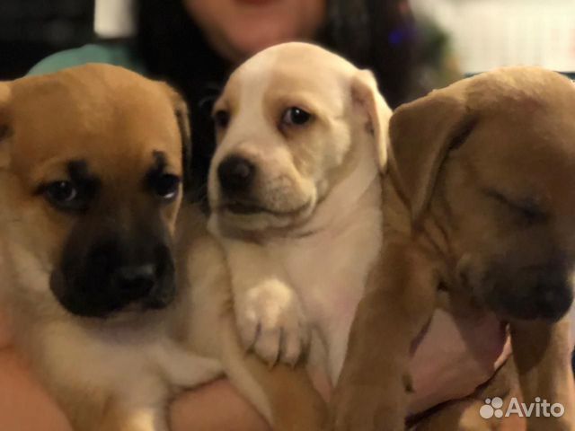 Щенки помесь