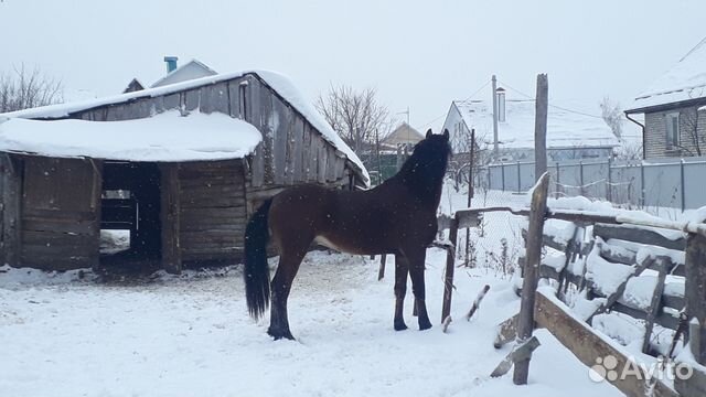 Орловский жеребец