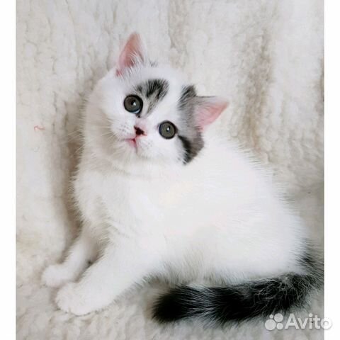 Замечательный котик