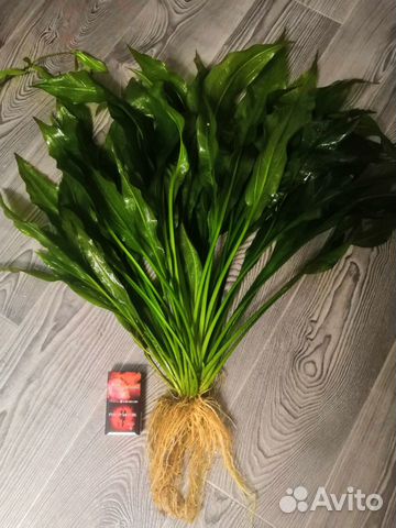 Эхинадориус амазонка