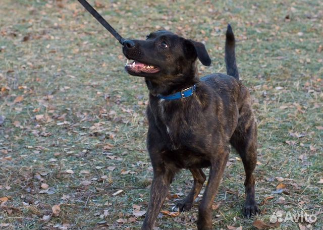 Тигра - самая добрая собака в дар