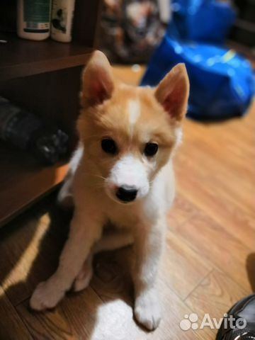 Метиску хаски в дар