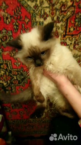 Котенок рэгдолл