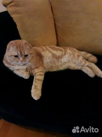 Вязка с шотландским котиком