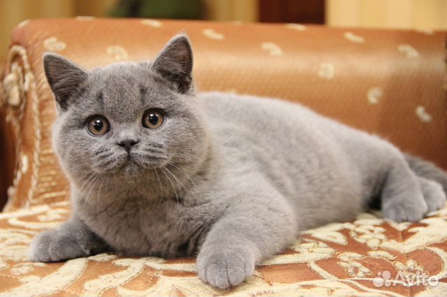 Британский котенок шоу класса