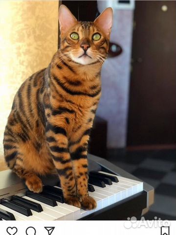 Бенгальская