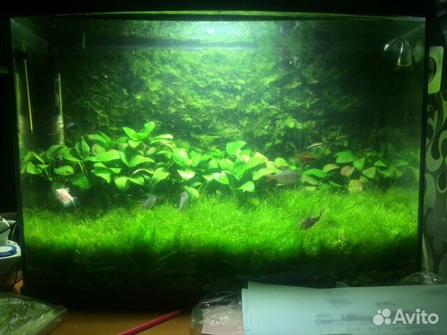 Аквариум 100л полностью с растениями
