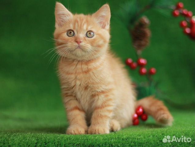 Красный британский котик