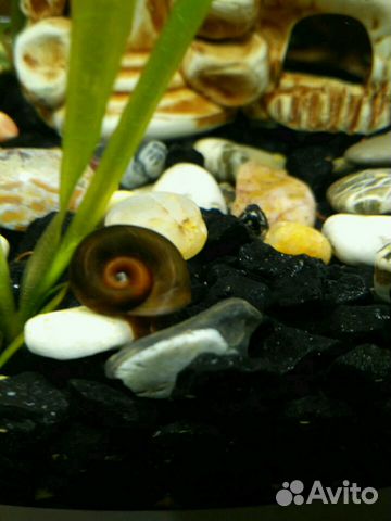 Аквариумные клитки "Катушки"