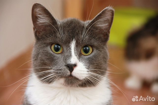 Голубая красавица Грейси