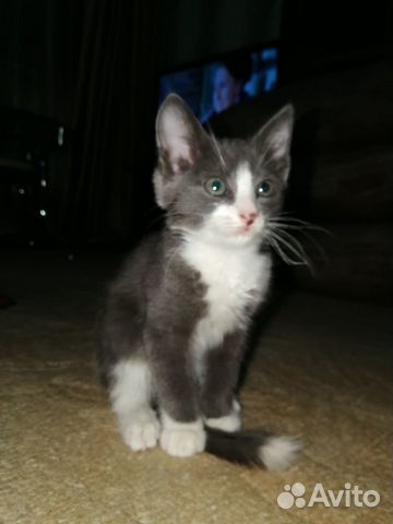 Отдам котенка 2мес